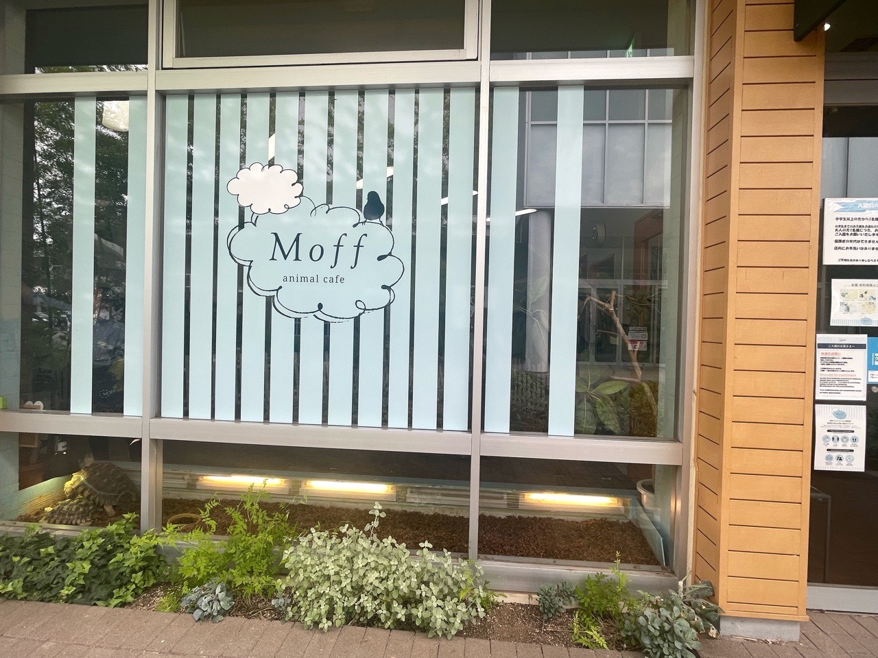 【2026年版】「Moff animal cafe(モフアニマルカフェ) イーアスつくば店」割引・クーポン情報・ネコやひよこ・フクロウの動物と ...